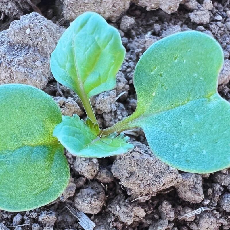 Uprawa lnu: jak i kiedy siać len w ogrodzie